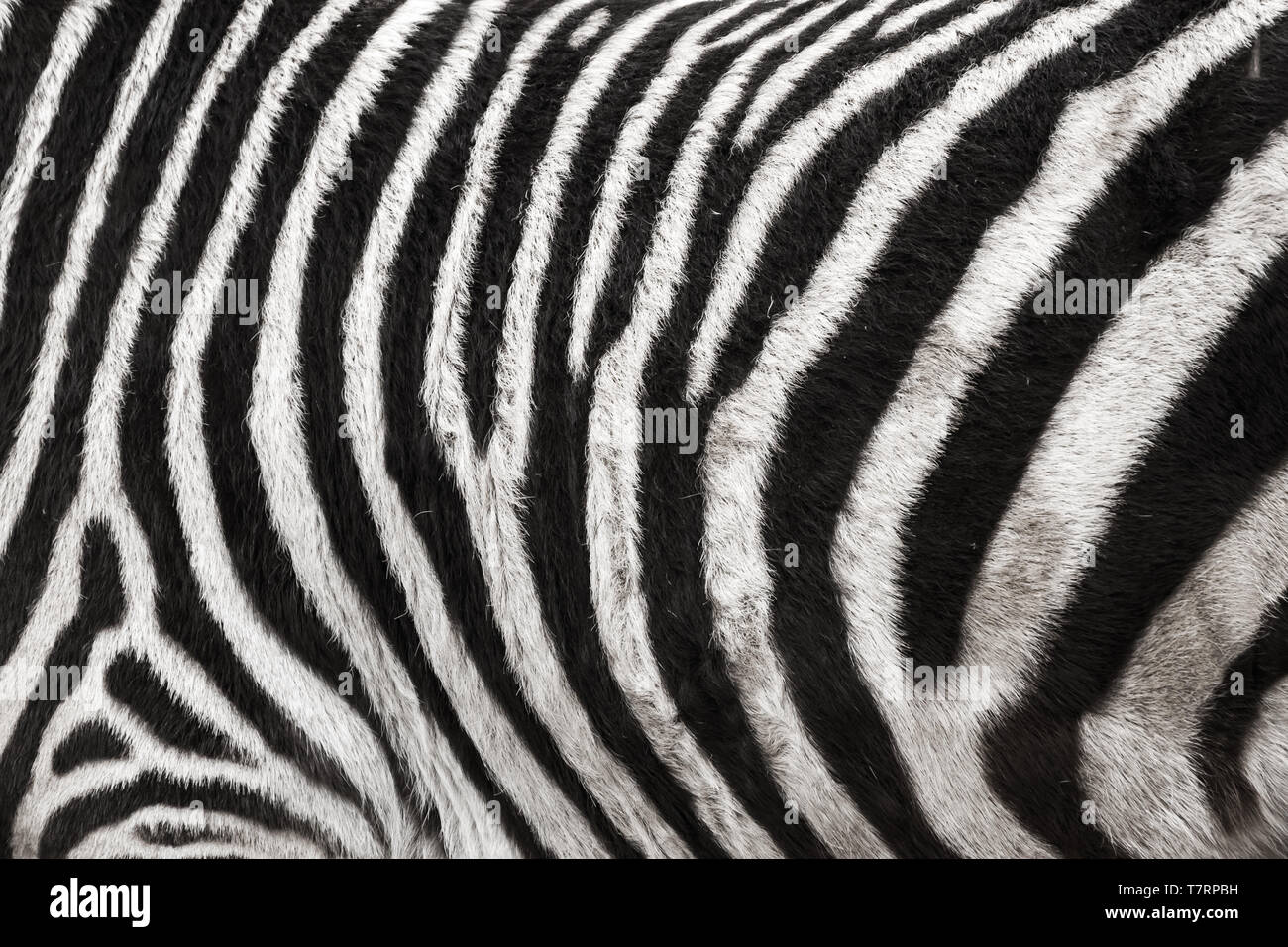 Zebra Skin Background
