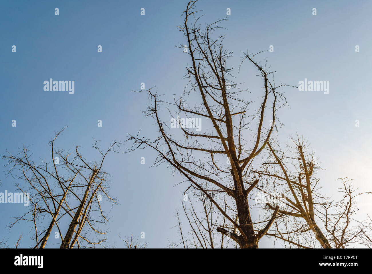 Low angle shot leave less trees over clean blue sky background Stock ...