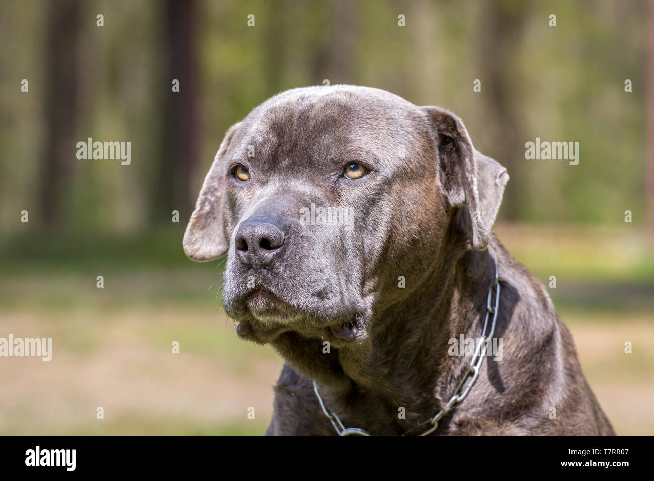 Blue brindle Bandog female Stock Photo - Alamy