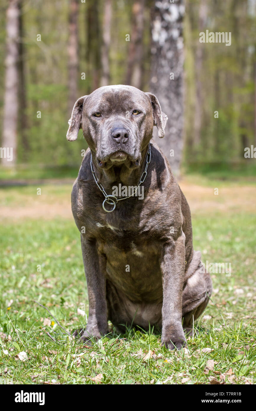 Brindle blue hi-res stock photography and images - Alamy