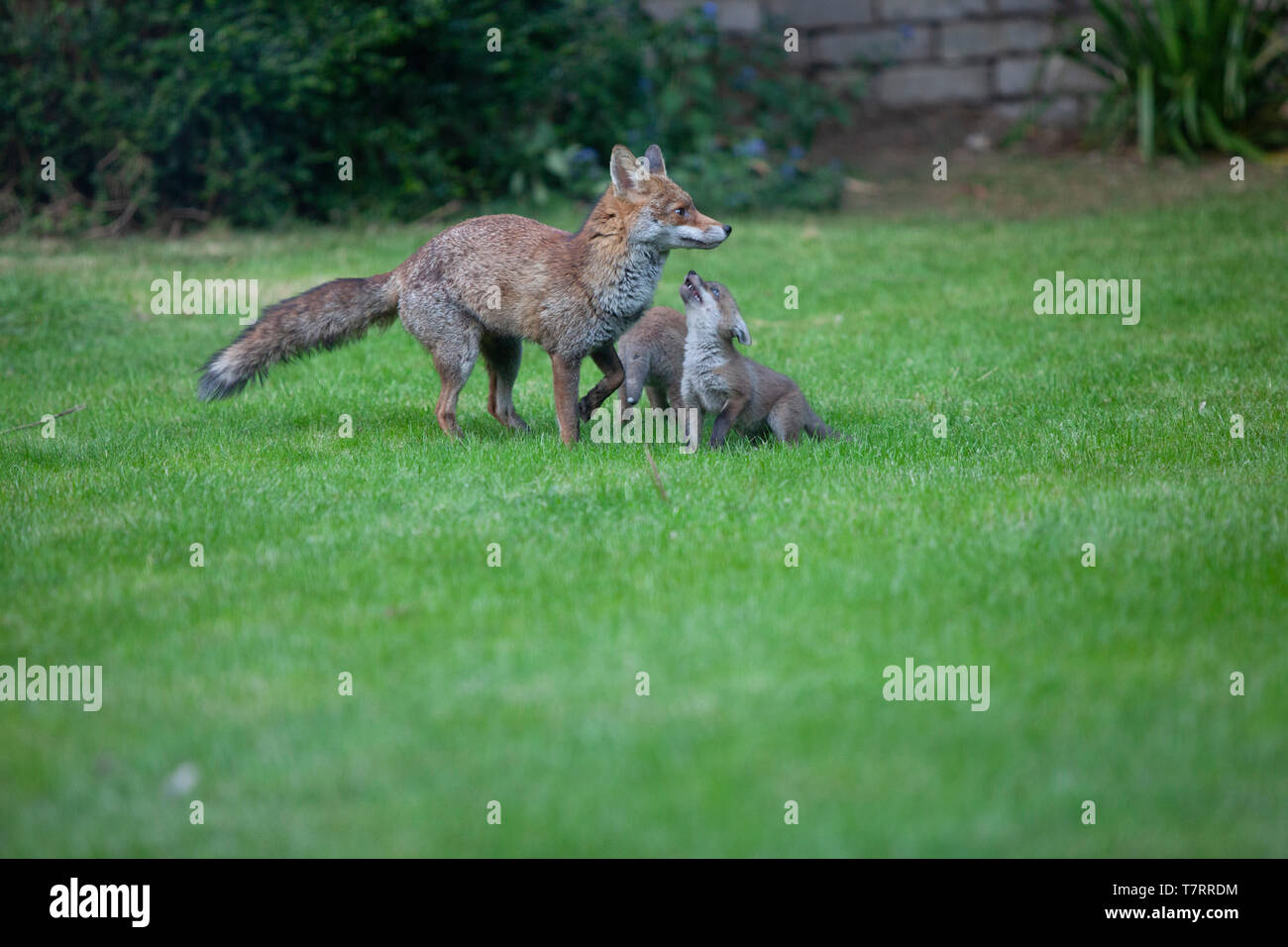 A female fox (vixen) with her cubs in a suburban garden in south London ...