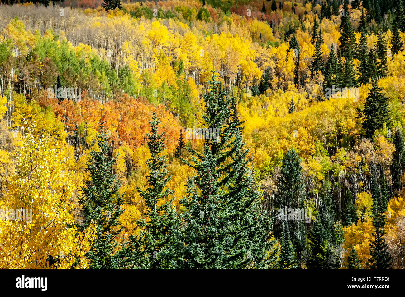 Aspen trees new mexico hi-res stock photography and images - Alamy