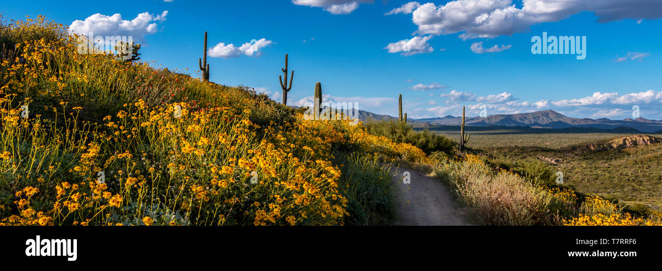 Arizona Desert Hiking Tail With Wildflowers and Cactus Stock Photo - Alamy