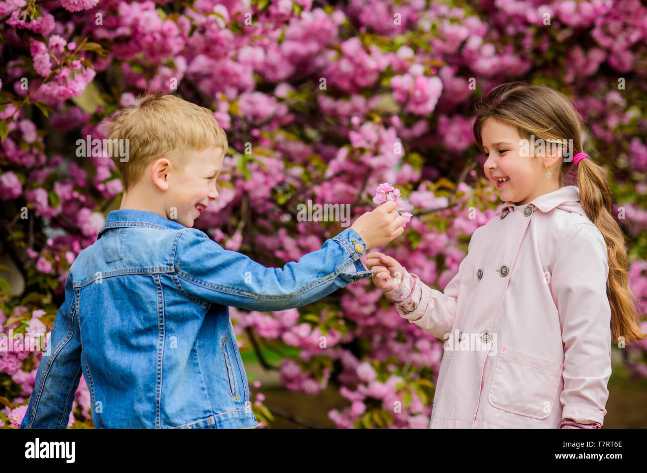 Surprising her. Kids enjoying pink cherry blossom. Romantic babies ...