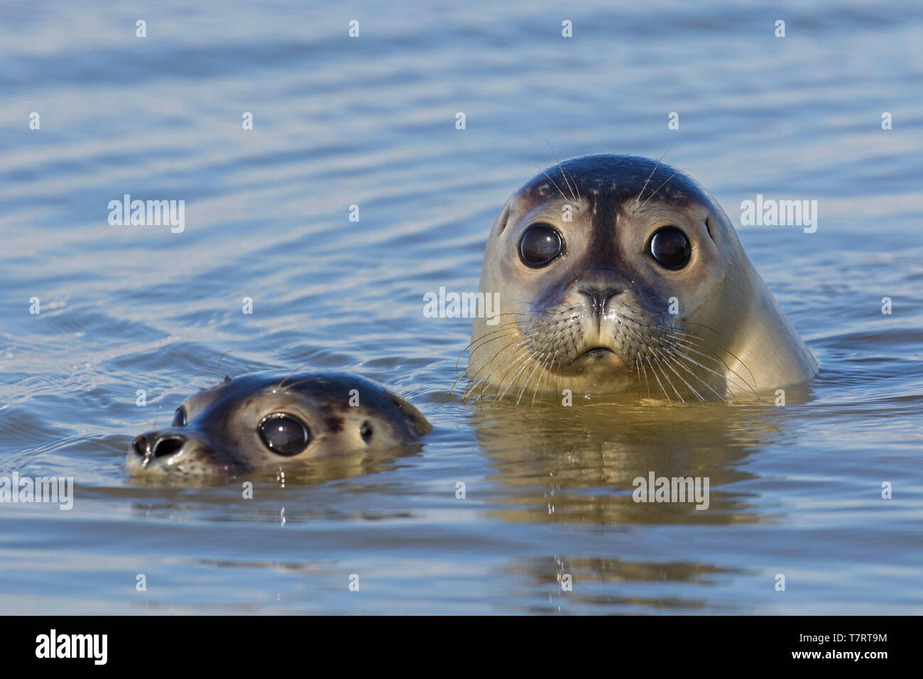 Close up of two young common seals / harbour seals (Phoca vitulina ...