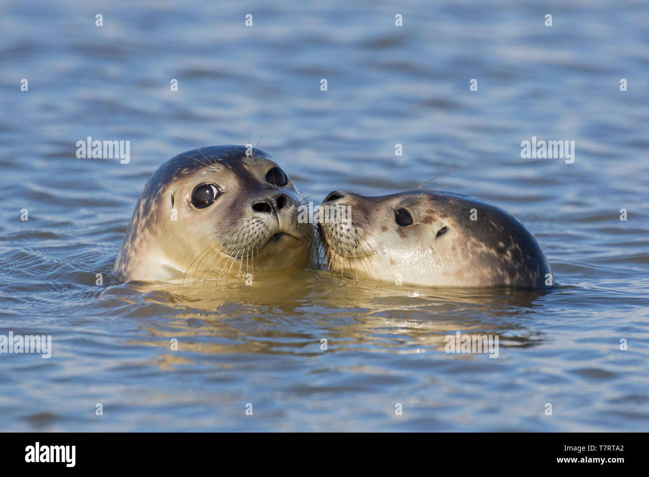 Seals scottish coast hi-res stock photography and images - Alamy