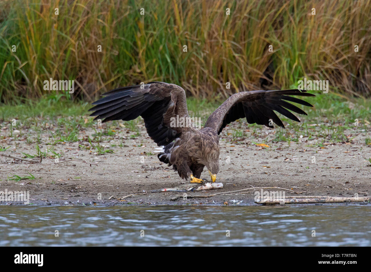 White-tailed eagle / sea eagle / erne (Haliaeetus albicilla) eating ...