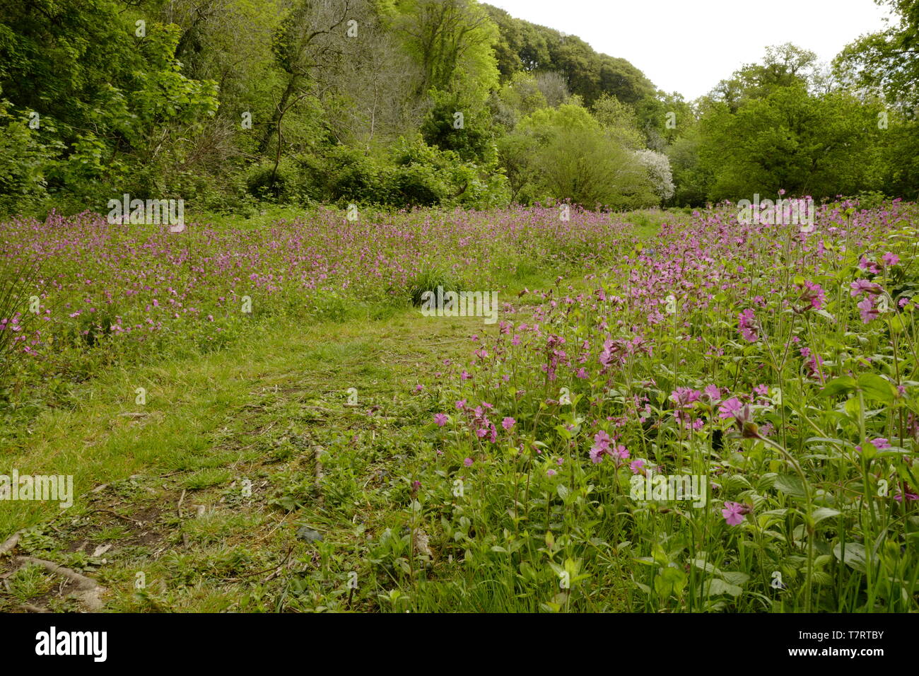 Spring flower meadow, Forest Farm Whitchurch, Cardiff Stock Photo - Alamy