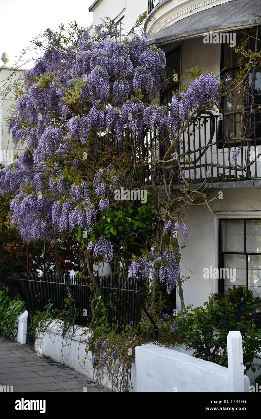 wisteria, genus flower of the legume family Stock Photo - Alamy