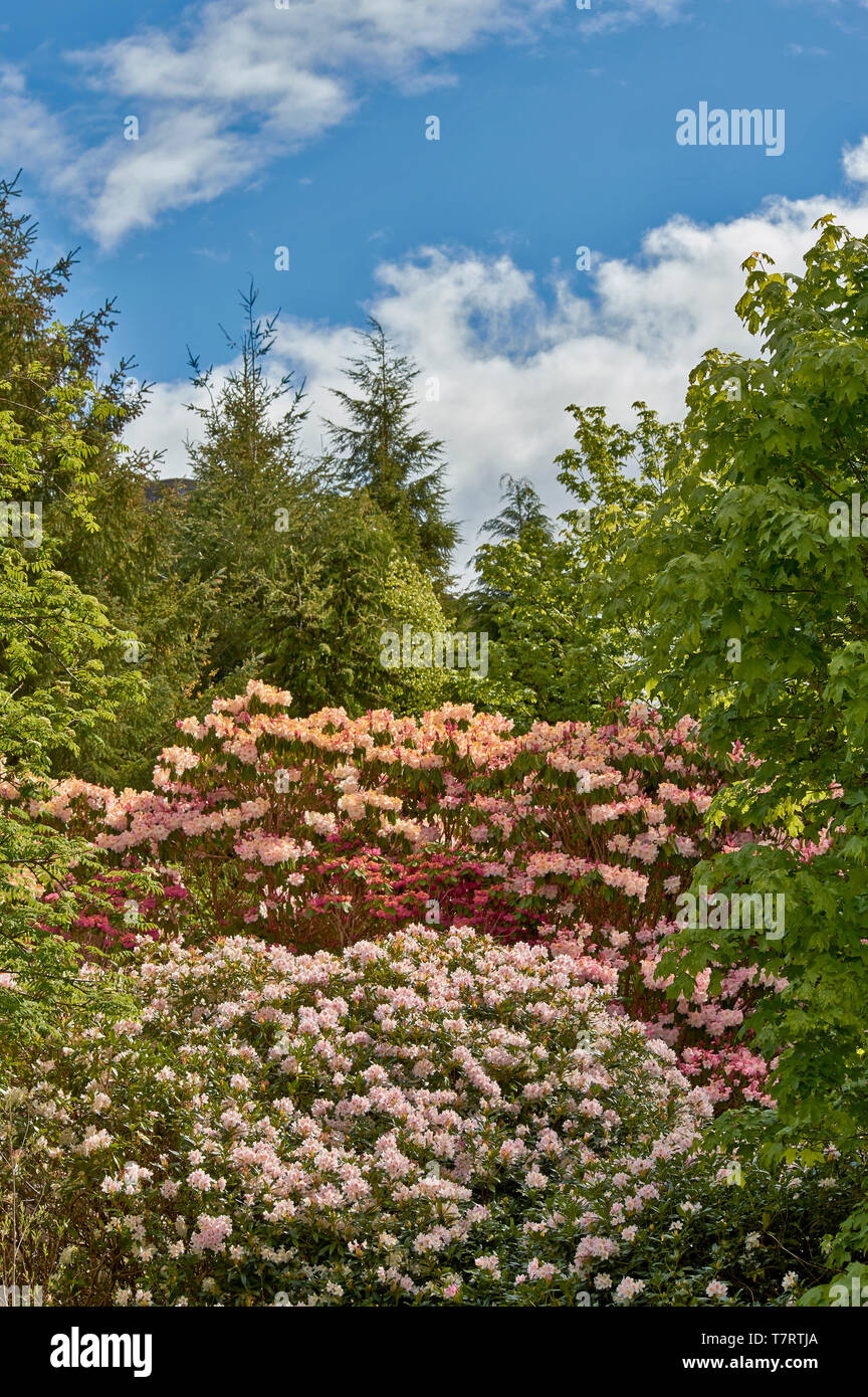 Rhododendron scotland hi-res stock photography and images - Alamy