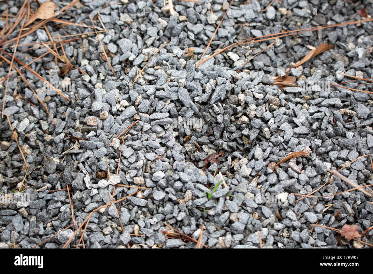 Close up of a single alligator track on a granite path Stock Photo - Alamy