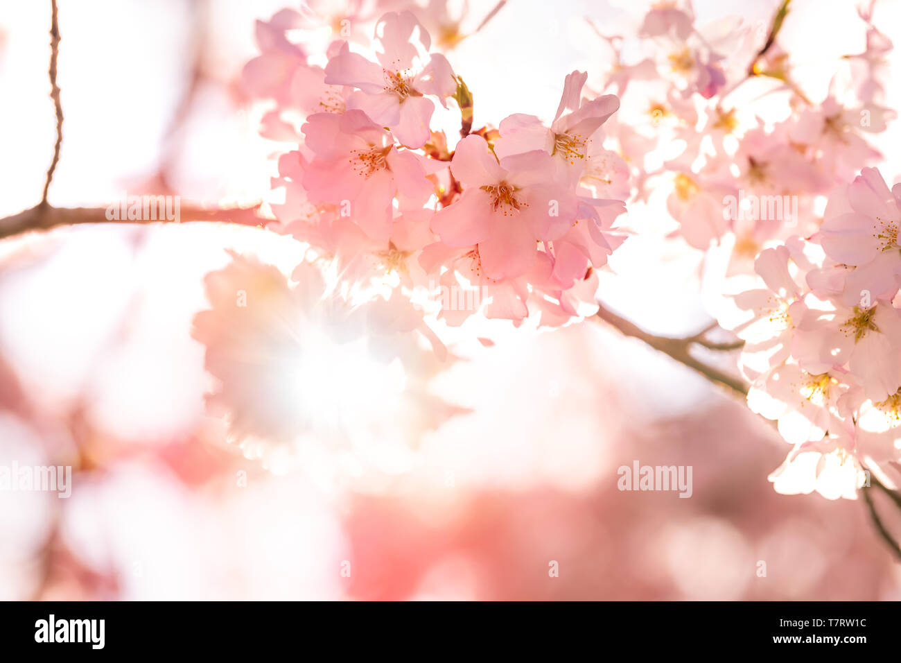 Closeup of pink cherry sakura blossom tree branch with sun rays flare ...