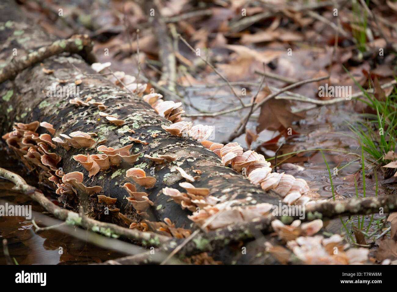 White fungus growing on a fallen branch in the wilderness Stock Photo ...
