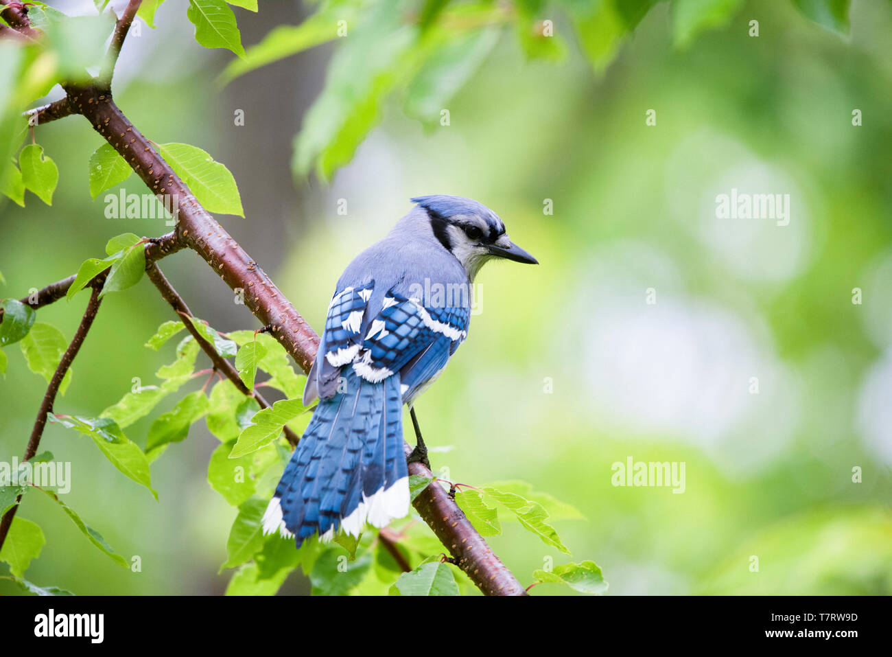C cristata hi-res stock photography and images - Alamy