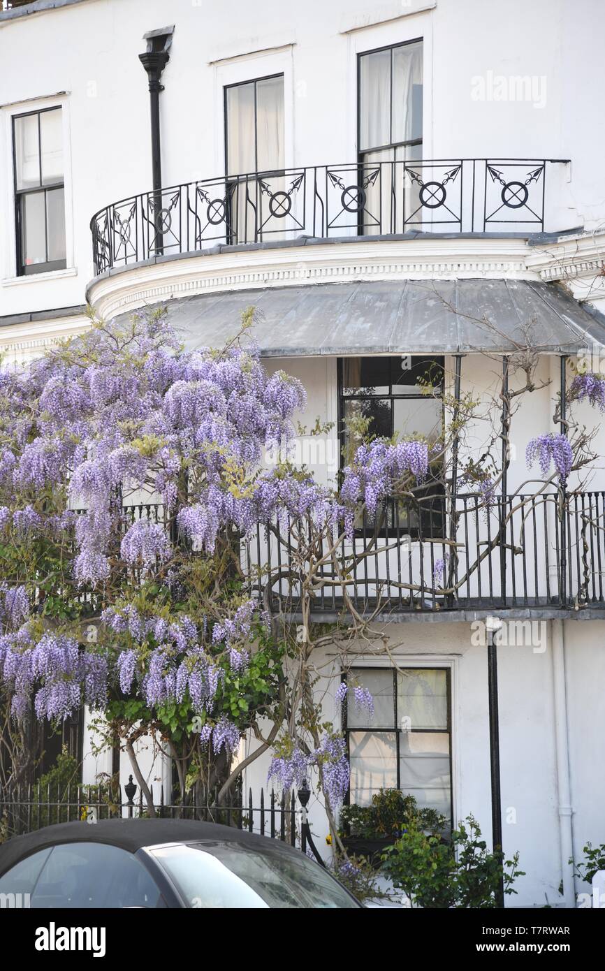 wisteria, genus flower of the legume family Stock Photo - Alamy