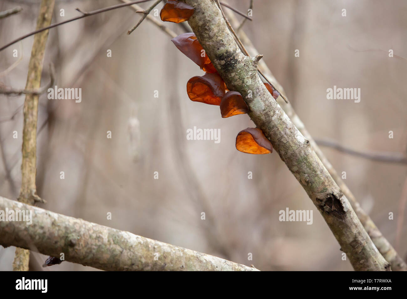 Red fungus growing out of a tree branch Stock Photo - Alamy