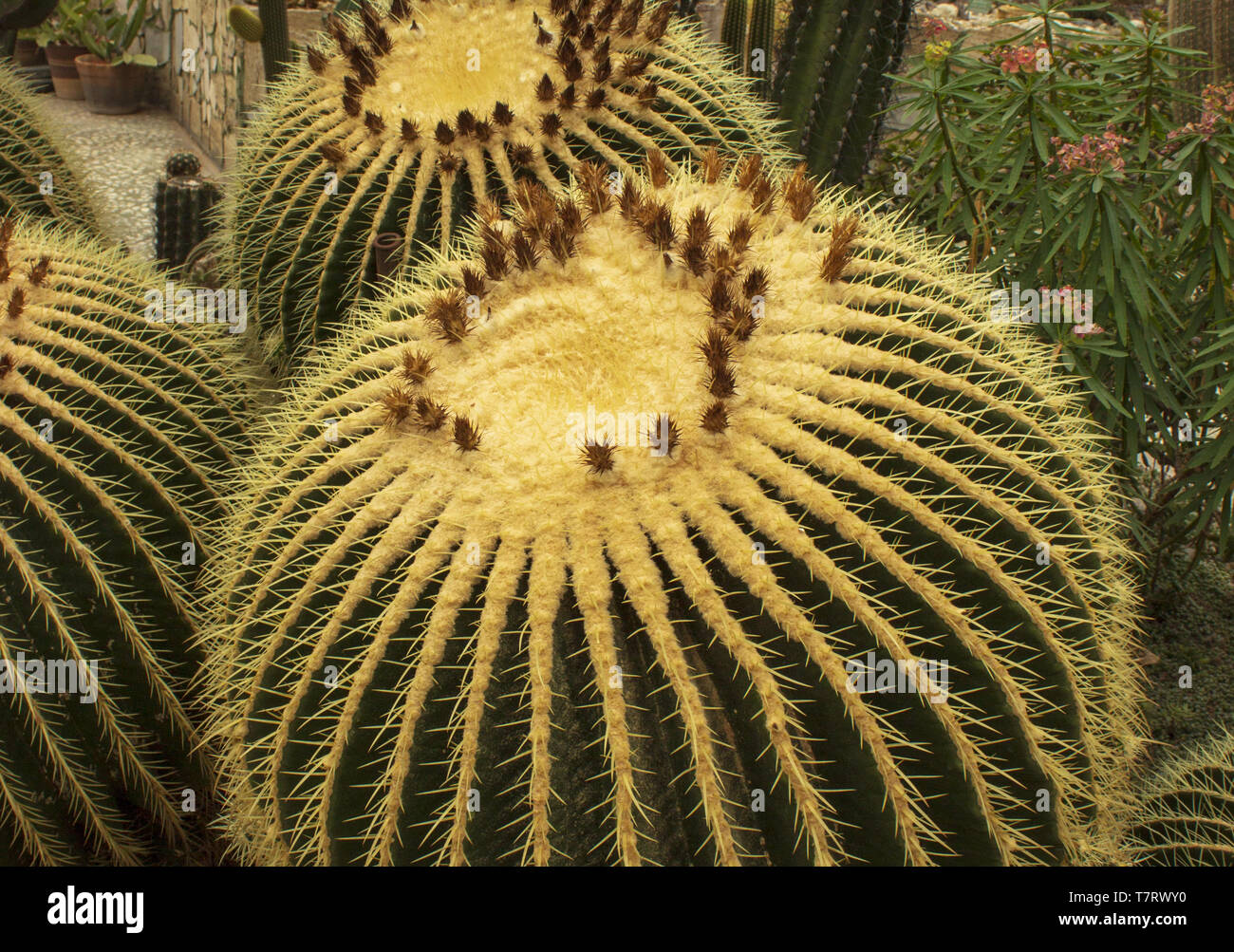 Big cactuses in garden hi-res stock photography and images - Alamy
