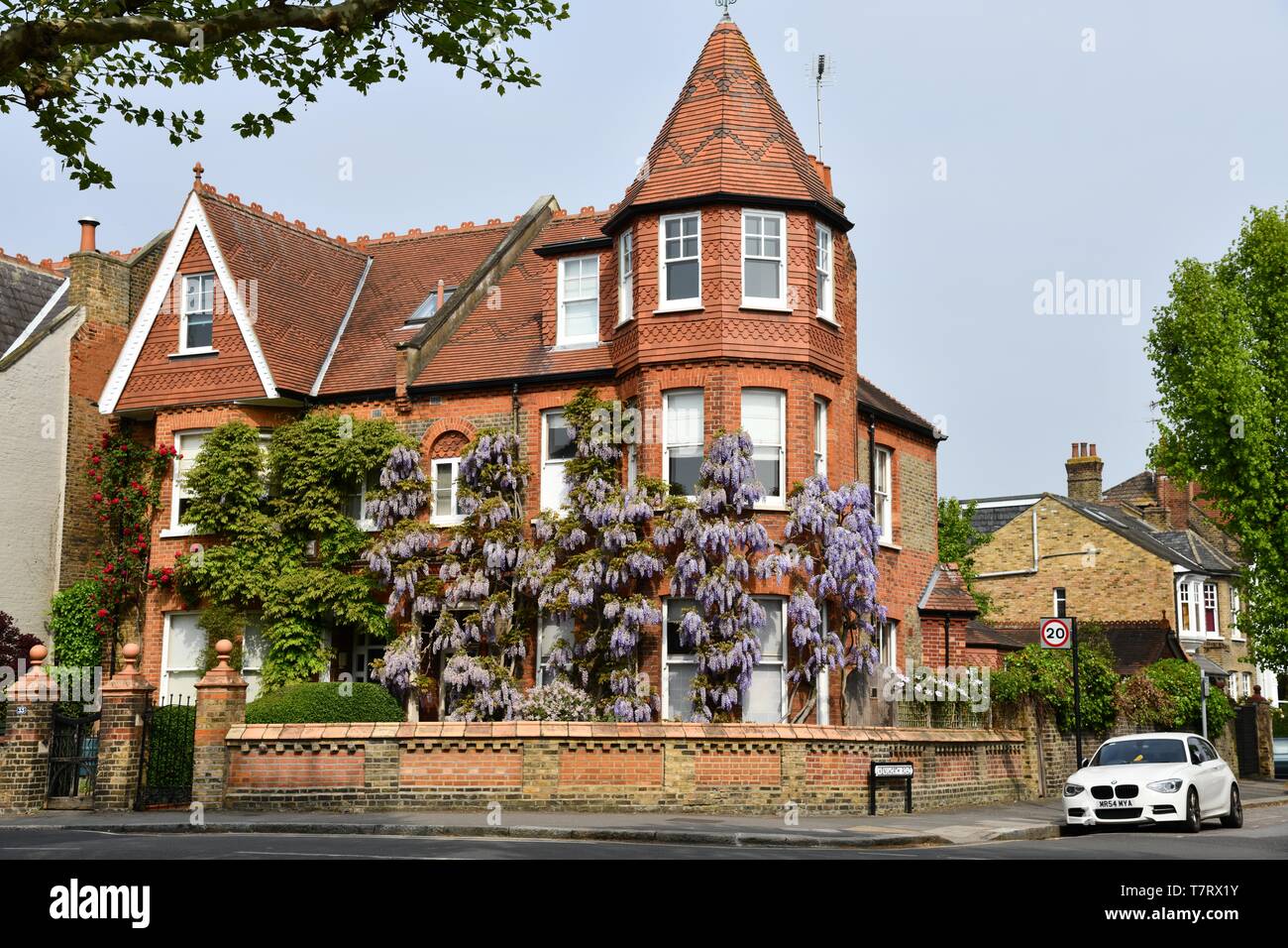 wisteria, genus flower of the legume family Stock Photo - Alamy