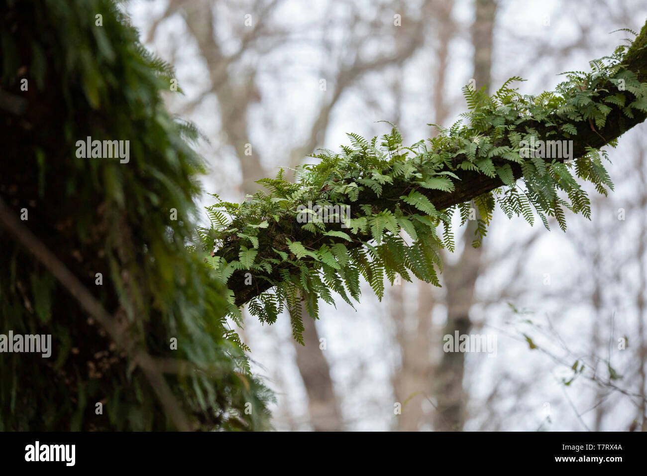 Leaves growing from a tree limb in the wetlands Stock Photo - Alamy