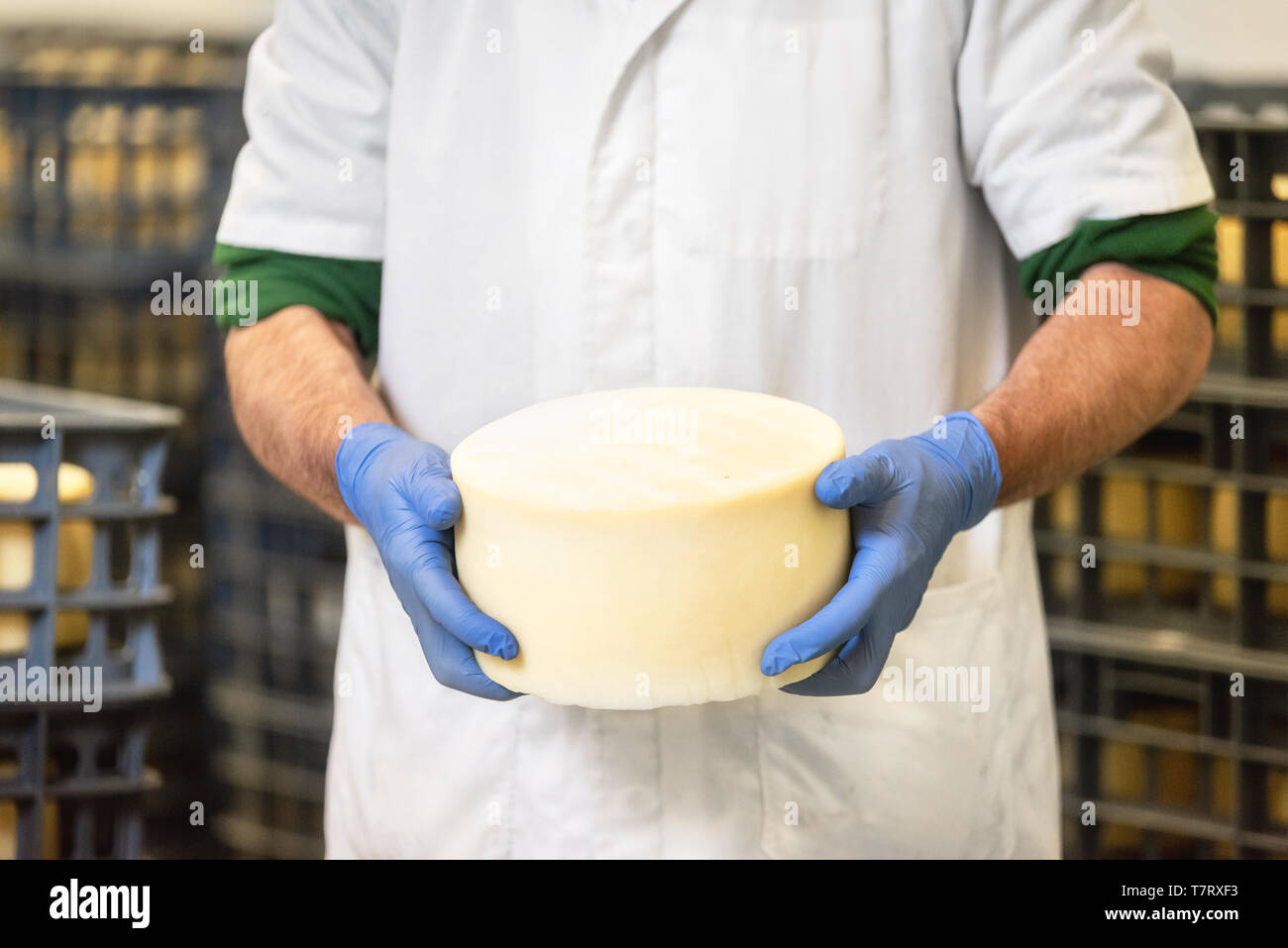 Cheese maker holding cheese wheel at the cheese storage during the ...