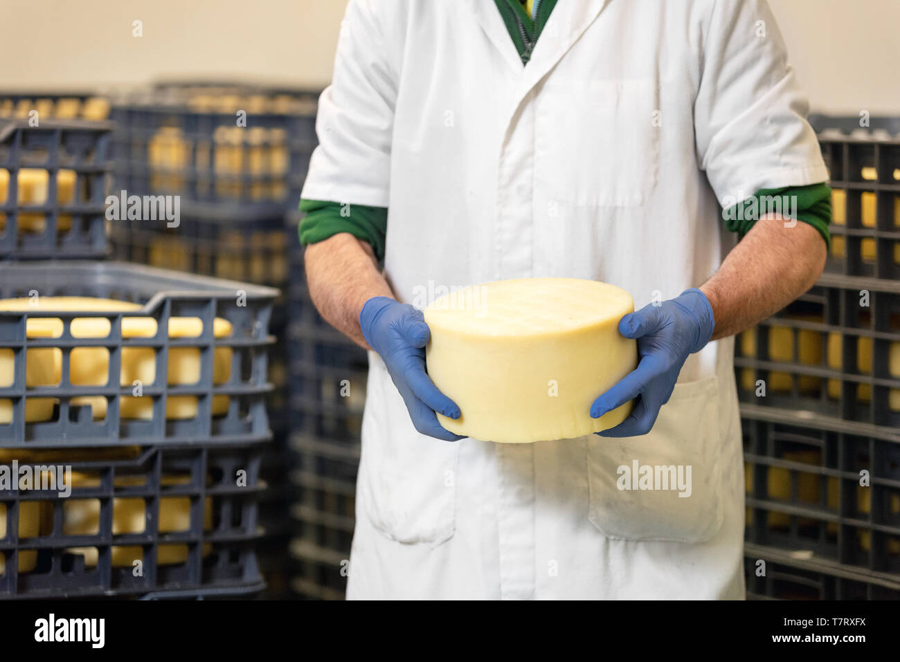Cheese maker holding cheese wheel at the cheese storage during the ...