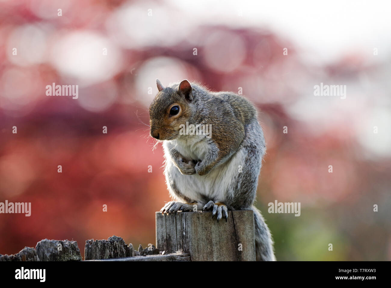Cute squirrel sitting on a garden fence in Edmonds - Seattle ...