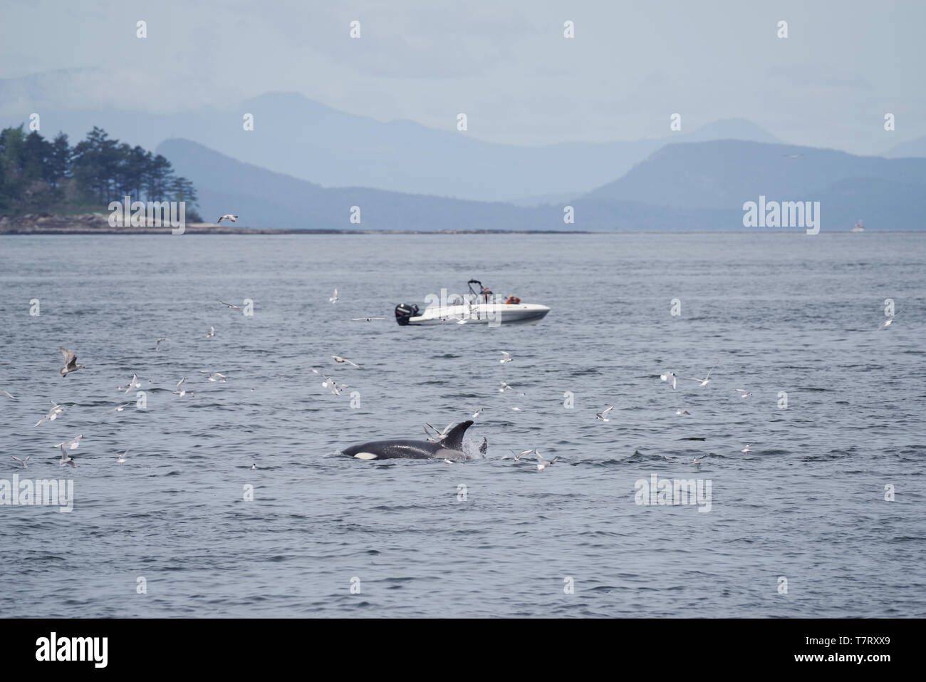 Small fishing boat encountering a pod of Orcas feeding on a seal in Puget Sound near Seattle ...