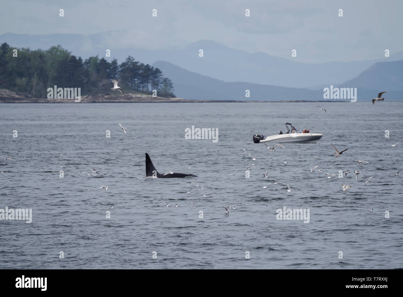 Small fishing boat encountering a pod of Orcas feeding on a seal in Puget Sound near Seattle ...