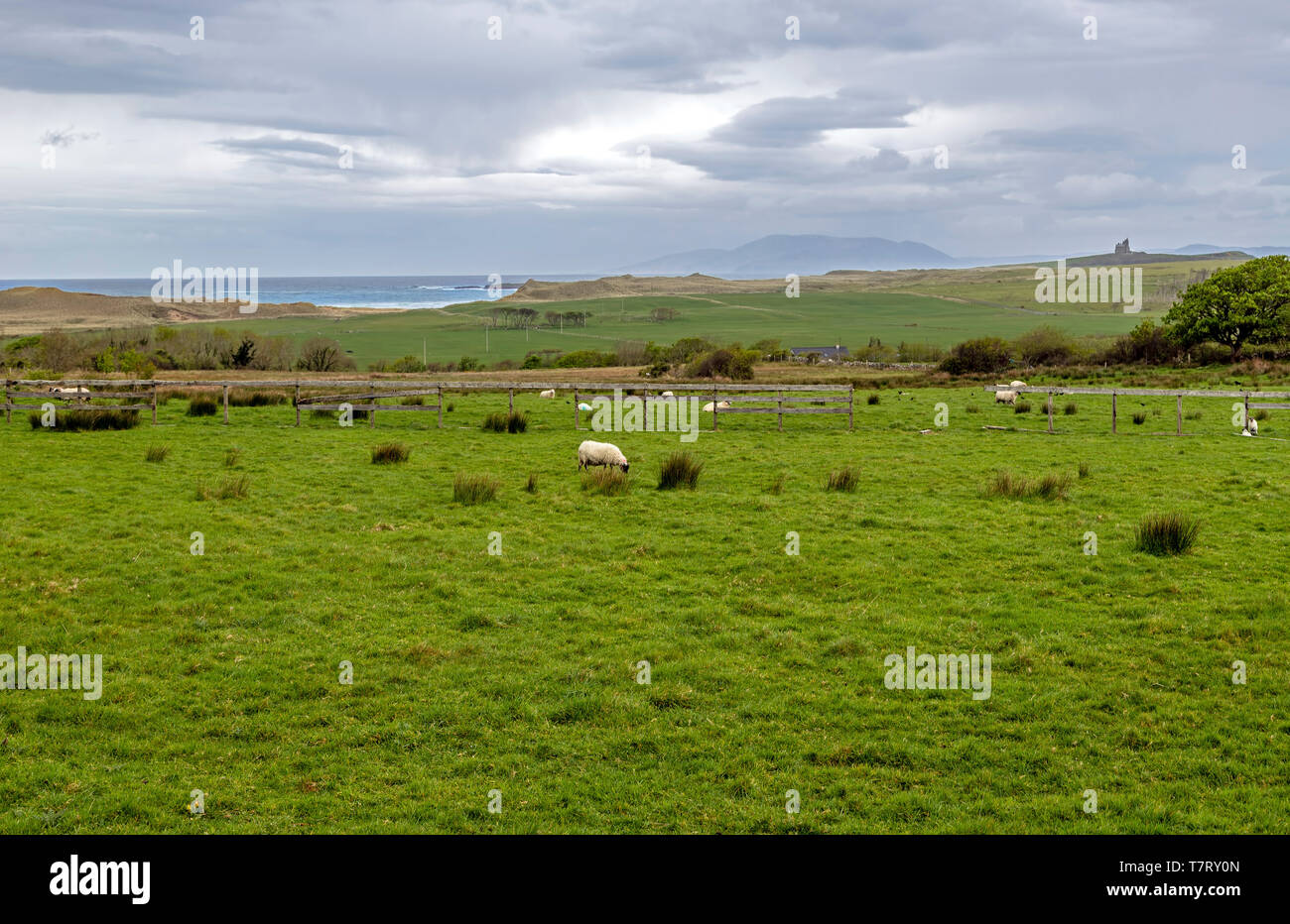 Grazing sheep with view of the North Atlantic Ocean and Classiebawn ...