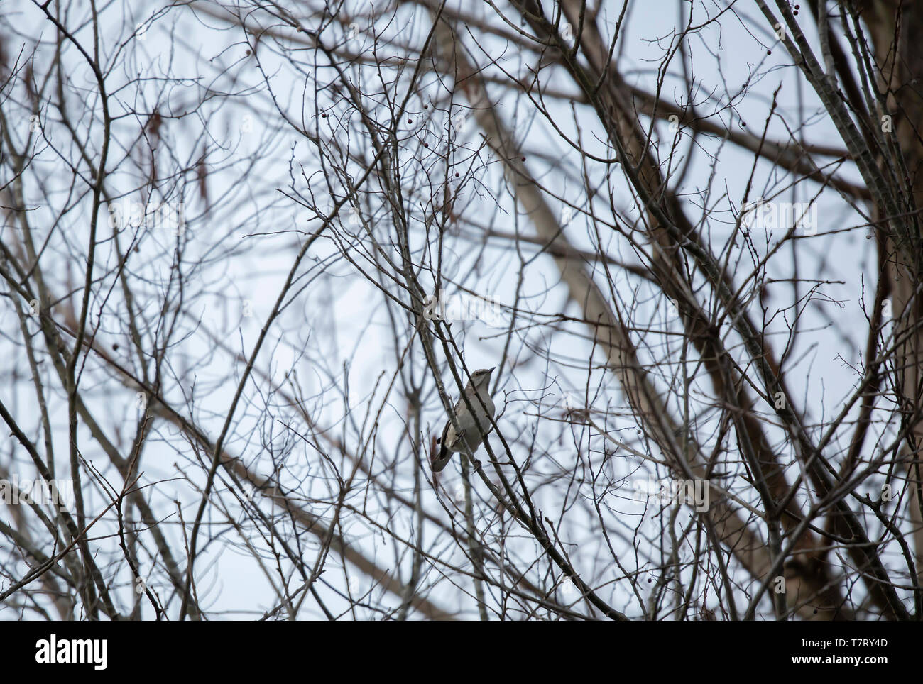 Wild northern mockingbird i(Mimus polyglottos) n bare trees during the ...