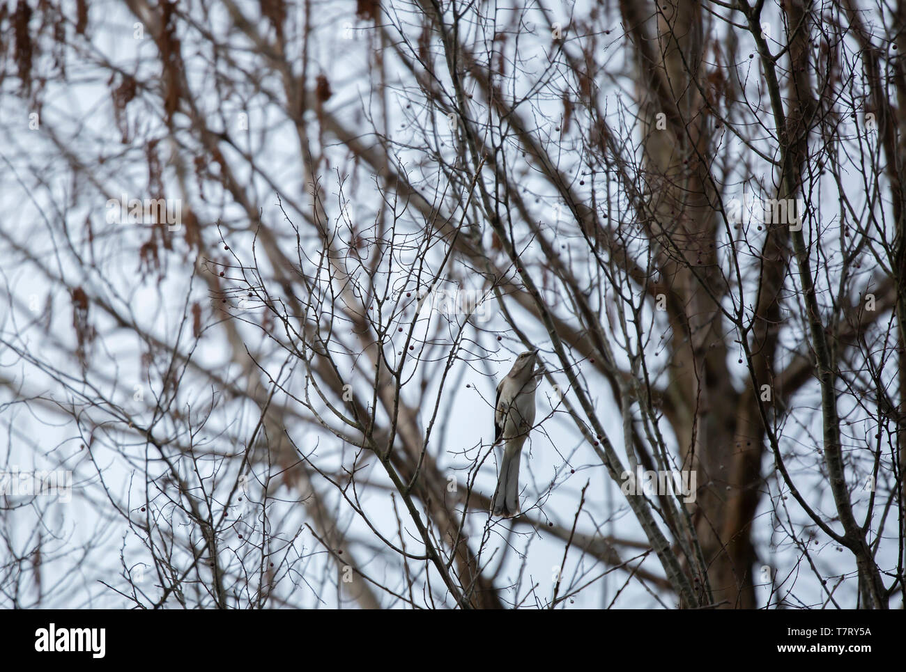 Wild northern mockingbird i(Mimus polyglottos) n bare trees during the ...