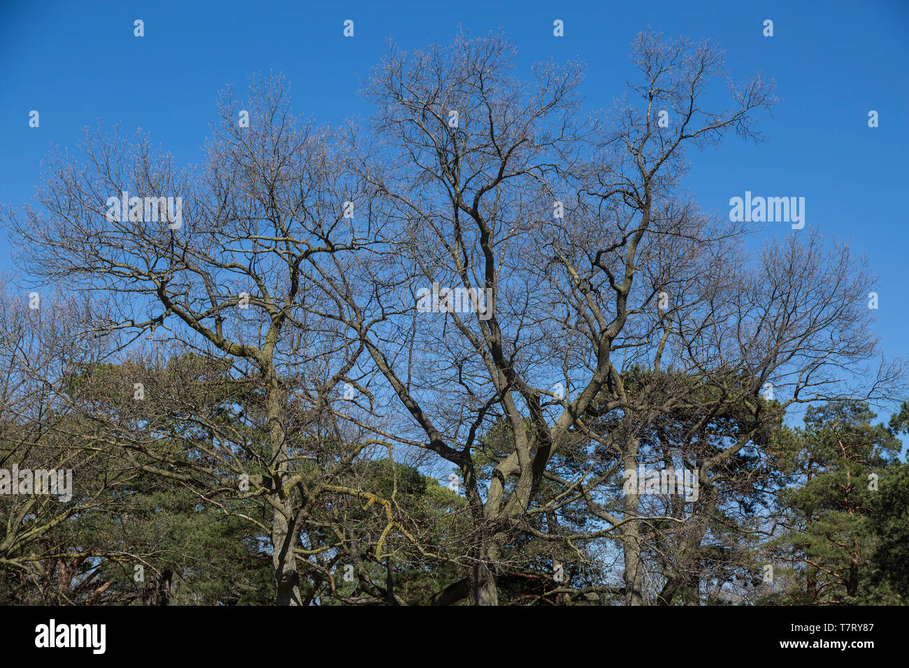 Budding trees hi-res stock photography and images - Alamy