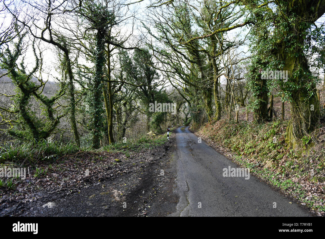 Country_lane hi-res stock photography and images - Alamy