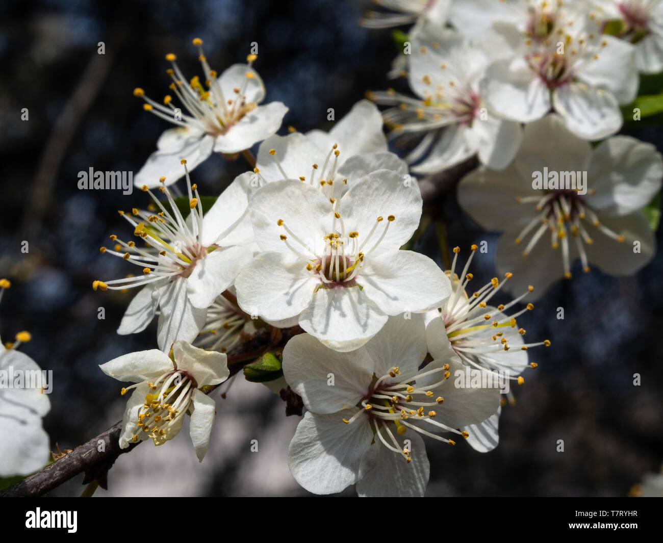 Mirabelle tree hi-res stock photography and images - Alamy