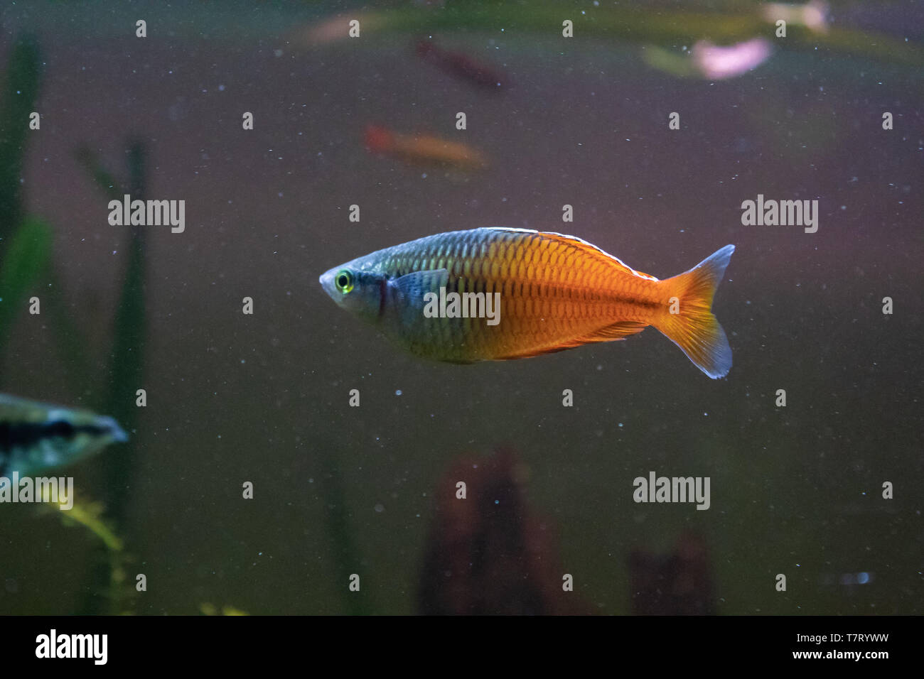 Melanotaenia hi-res stock photography and images - Alamy