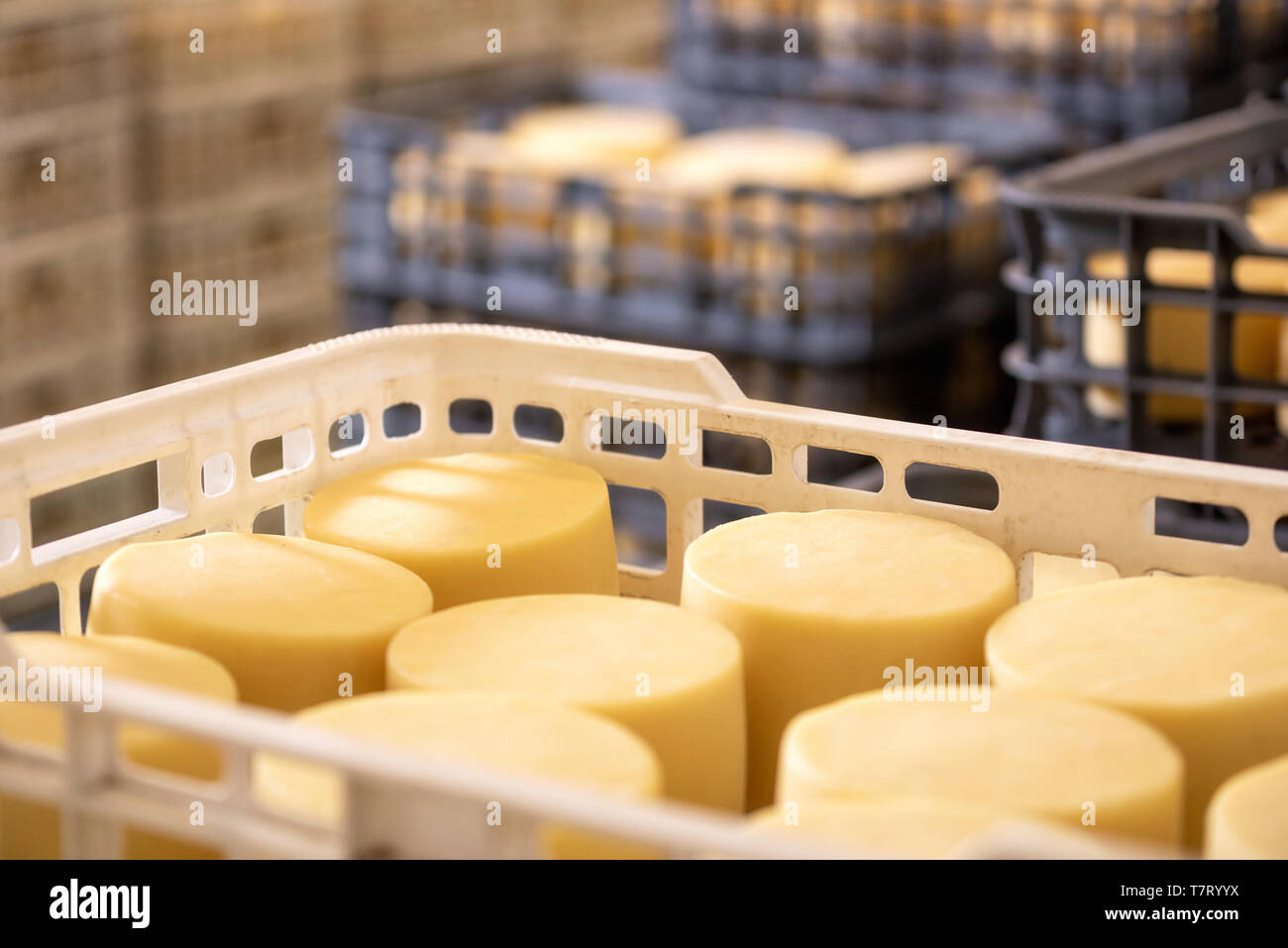 Cheese arranged in boxes at cheese factory warehouse Stock Photo - Alamy