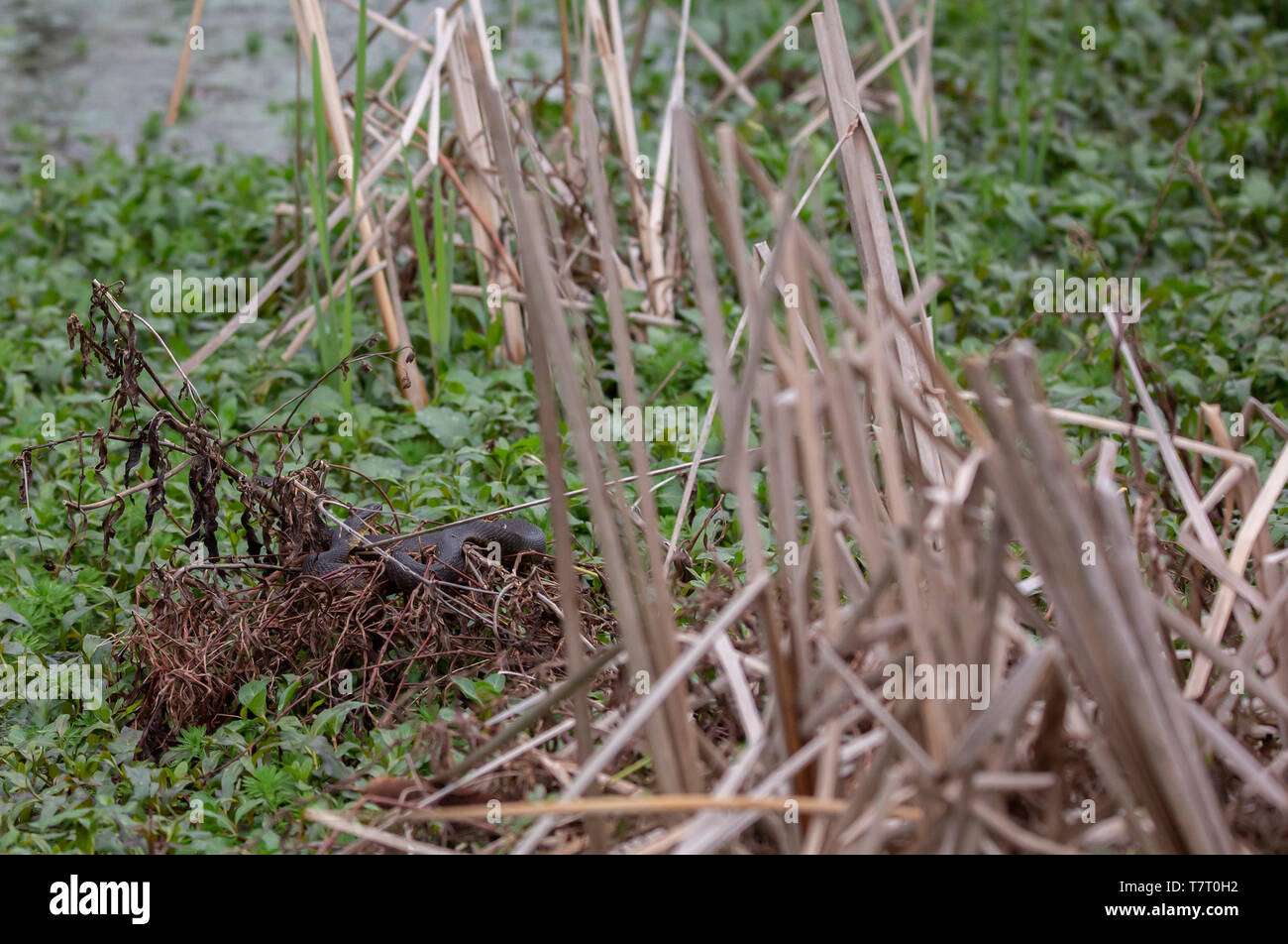 Mississippi green water snake (Nerodia cyclopion) basking on plants in ...