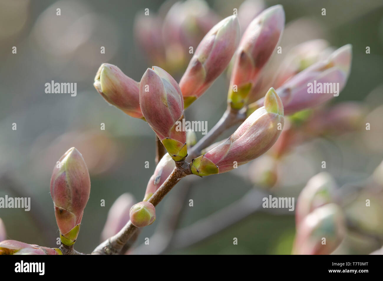 Buds on a Sycamore (Acer Pseudoplatanus) Shortly Before Opening Stock ...