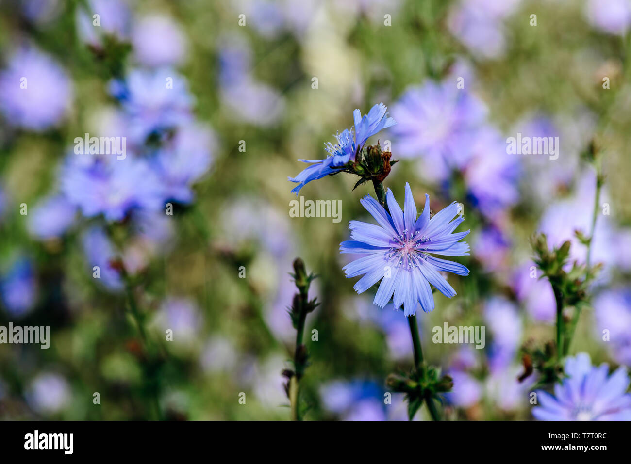 Flower of common chicory at the summer day Stock Photo - Alamy