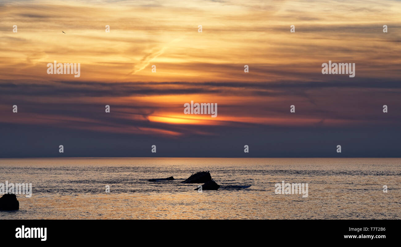 Devon island and wildlife hi-res stock photography and images - Alamy