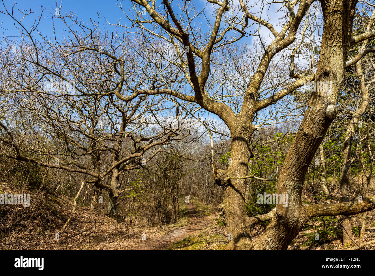 North Sea island of Juist, East Frisia, the grove, Forest in the west ...