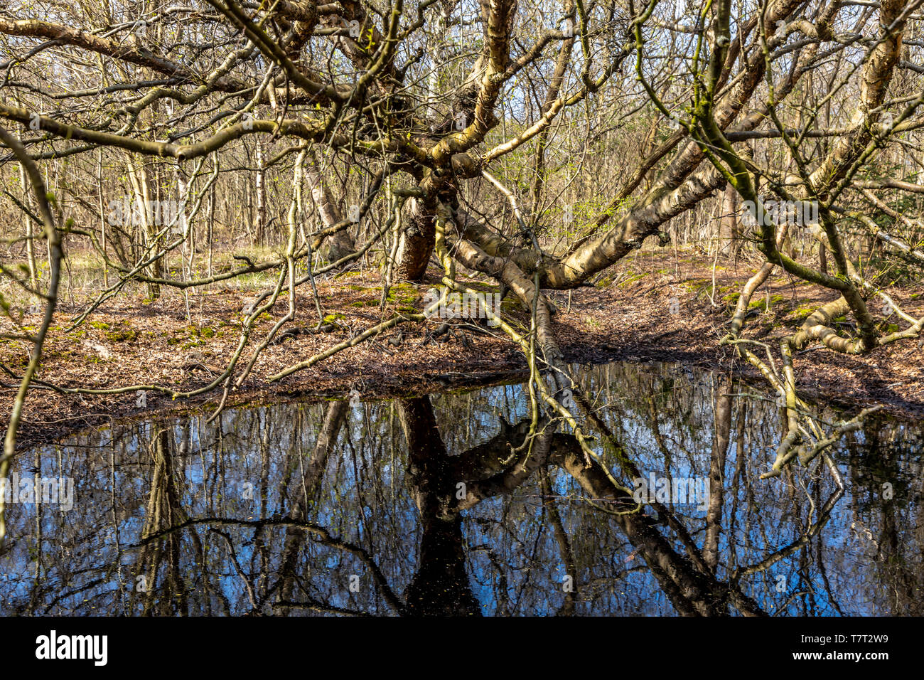 North Sea island of Juist, East Frisia, the grove, Forest in the west ...