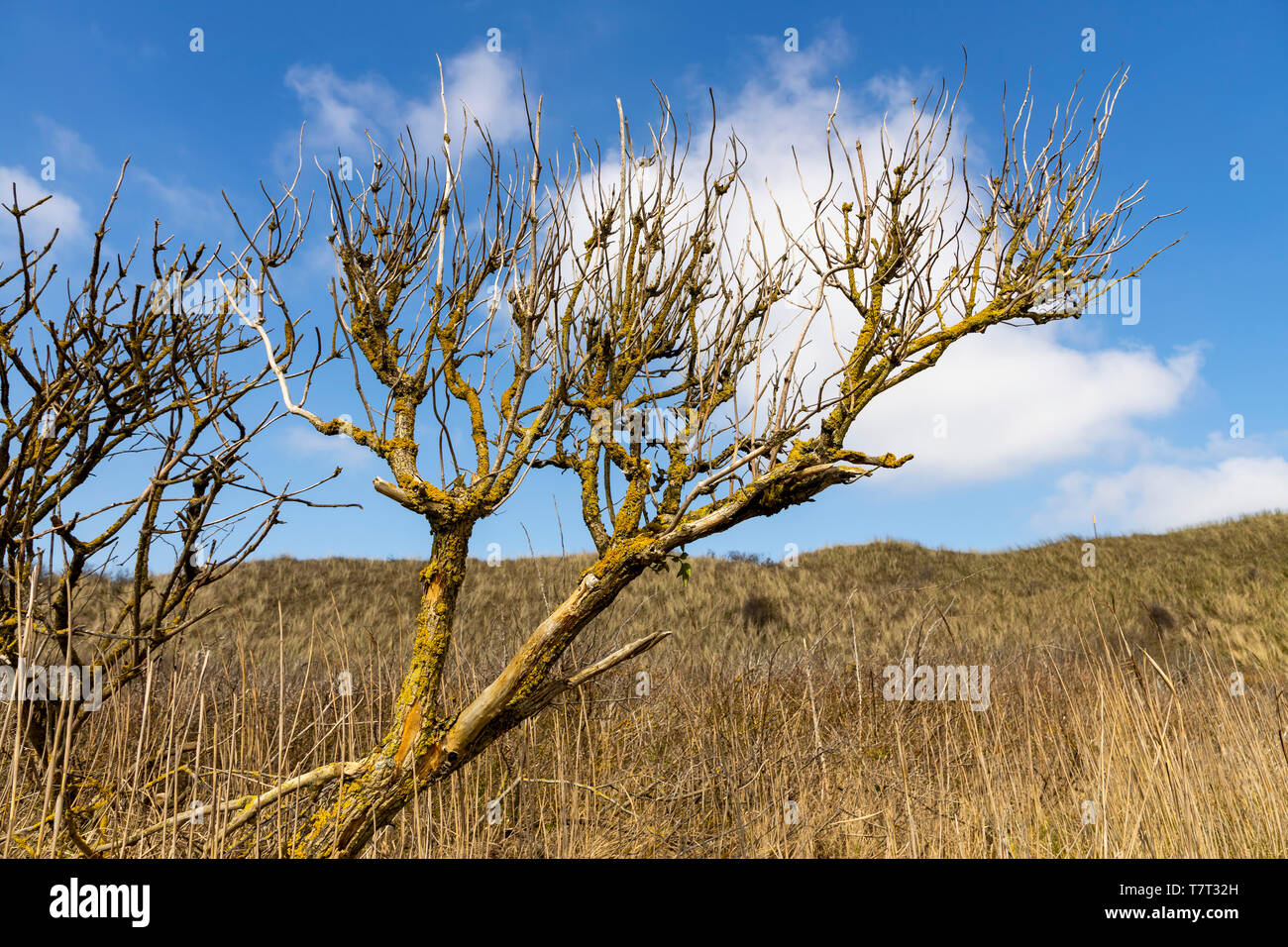 Bleak landscape with tree hi-res stock photography and images - Alamy
