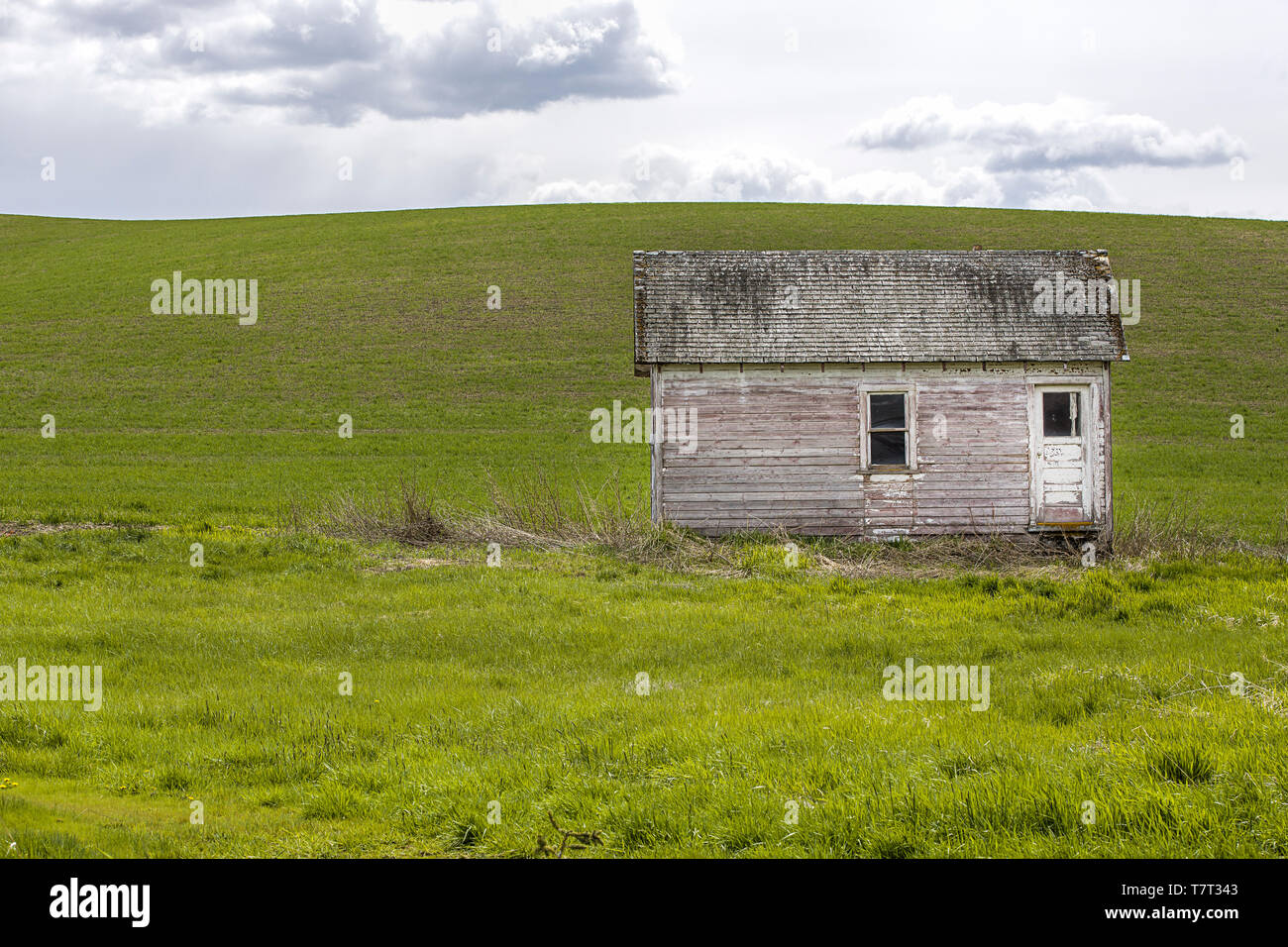 An old shed in a grassy field in the palouse region of Washington Stock ...