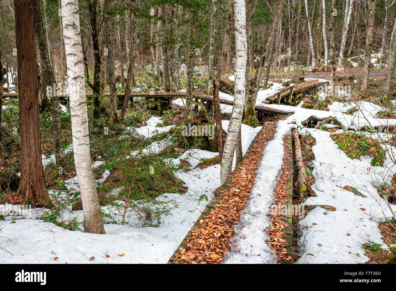 Mountain trail with snow in Okuhida villages Shinhotaka Ropeway in Gifu ...
