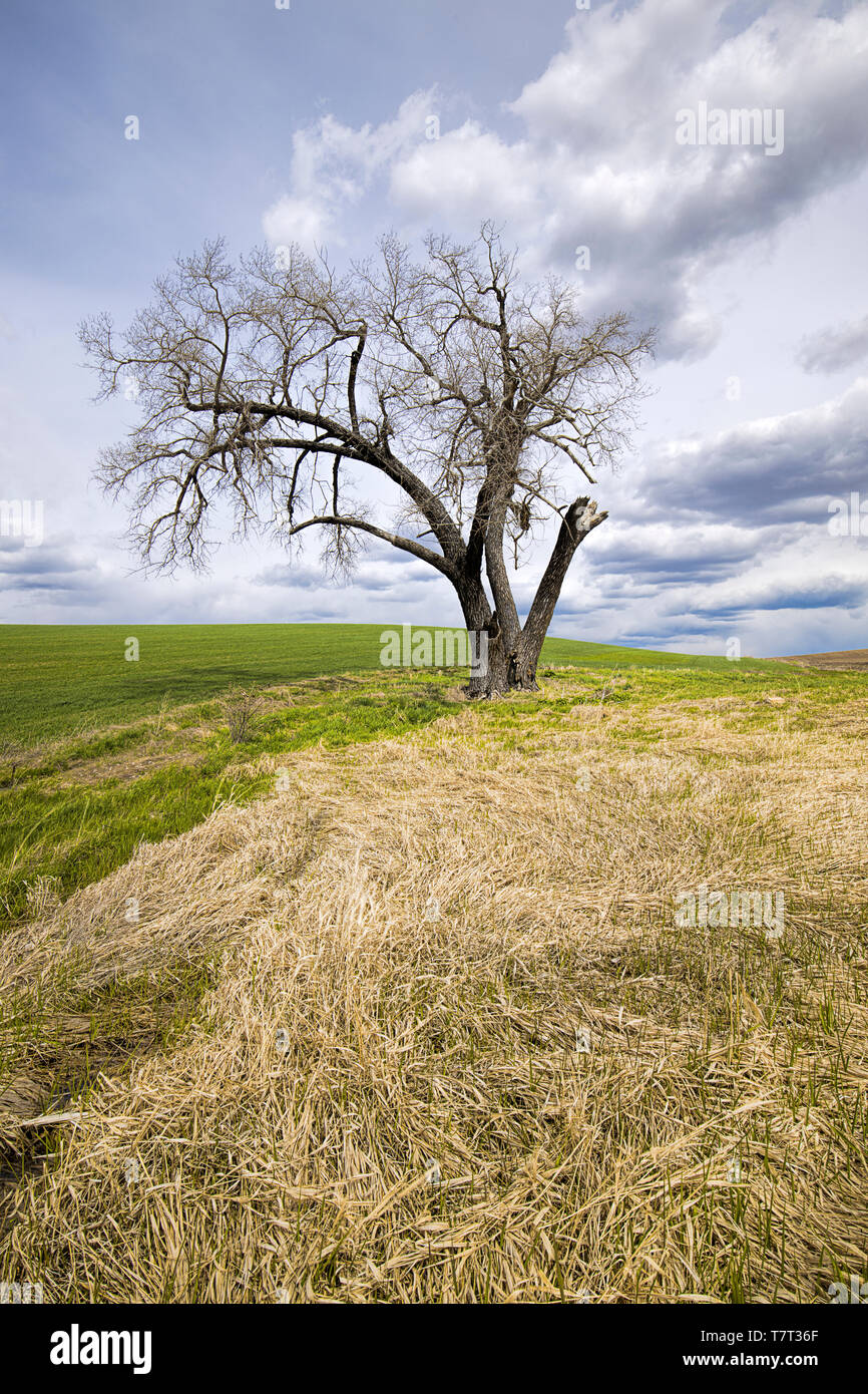 A lone barren tree stands by a farm field in the Palouse region of ...