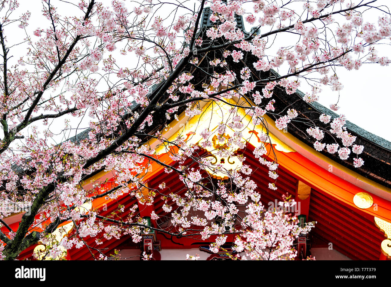 Japanese Orange Blossom Tree