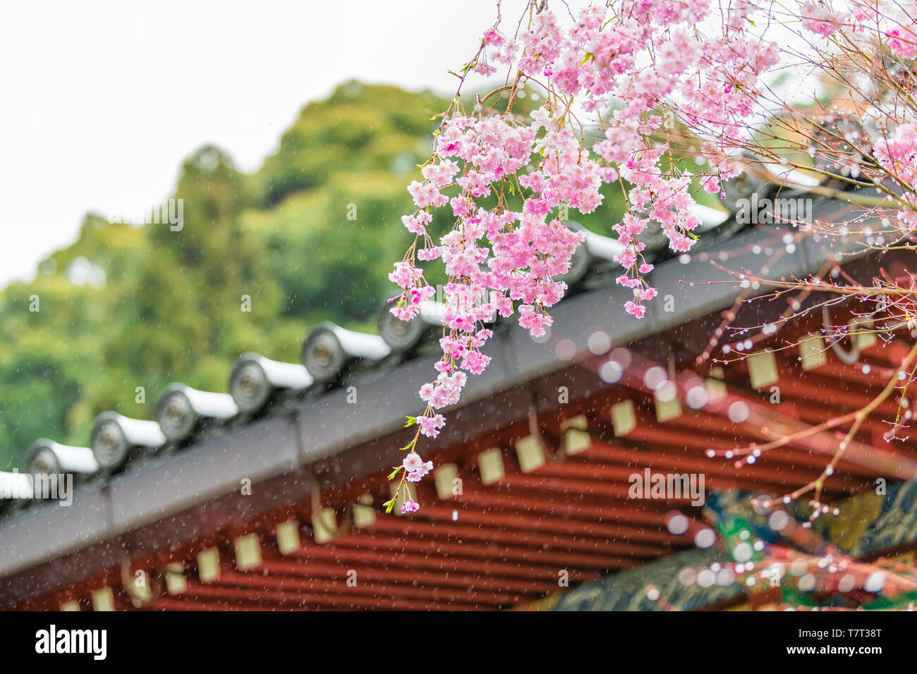 Cherry blossom japanese red temple hi-res stock photography and images ...