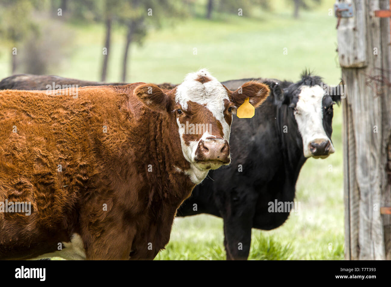 A close up of cows on the farm in the pasture in eastern Washington ...