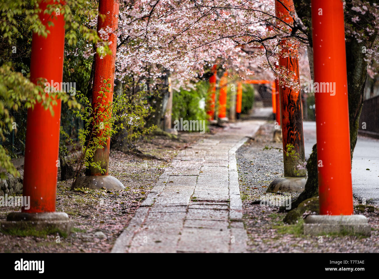 Japanese Orange Blossom Tree